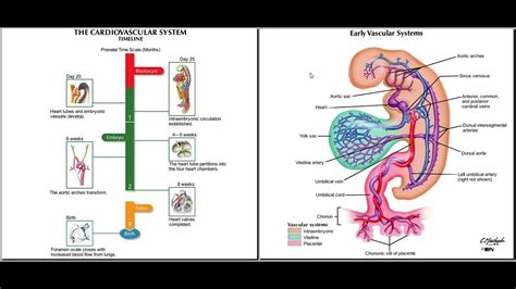 Unveiling The Heart Cardiovascular System In Netters Embryology Youtube Unveiling The Heart Cardiovascular System In Netters Embryology Youtube