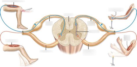 Monosynaptic And Polysynaptic Reflexes Diagram Quizlet