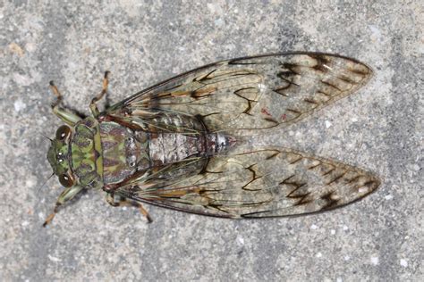 IISDW Species 标本库种类 第 32 页 IISDW