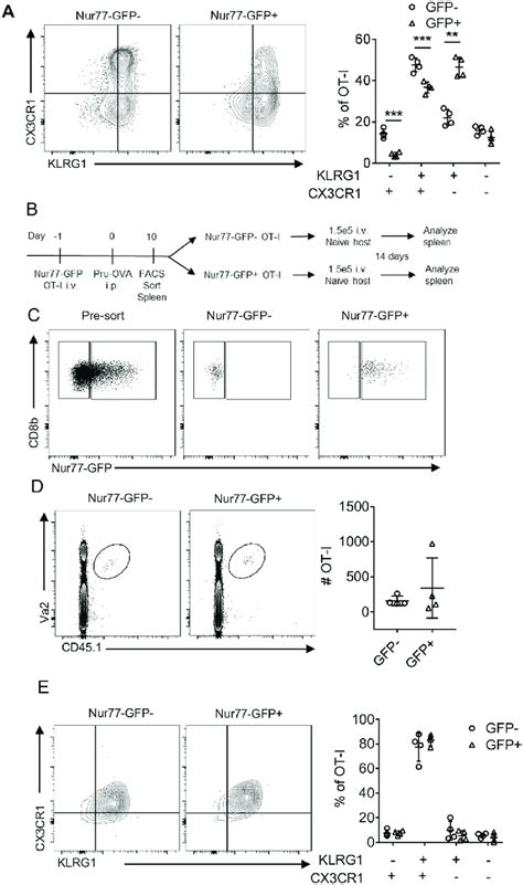 Cd8 T Cell Memory Potential Retained In Nur77 Gfp Ot I A Ot I Download Scientific