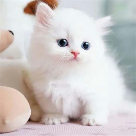 Robot Cat Toy My Realistic Robotic Cat Robot Cat That Acts Like A Real