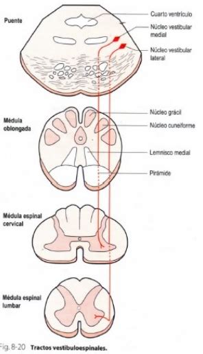 Neuroaprende Tracto Vestibuloespinal