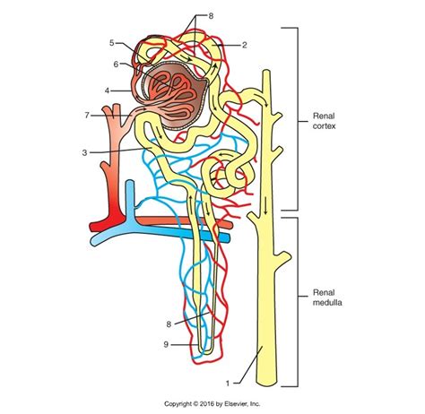 Nephron Labeling Diagram Quizlet
