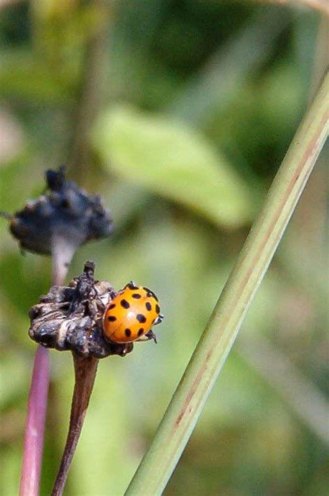 Repost Love Bug Free Photo Download Freeimages