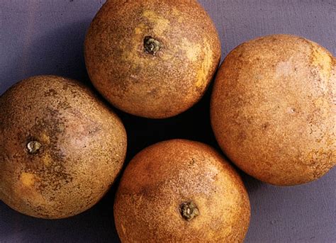 Brown Citrus Rust Mite Barmac Pty Ltd