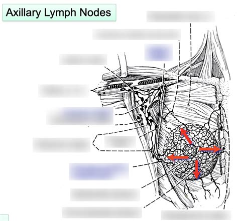 Axillary Lymph Nodes Diagram Quizlet