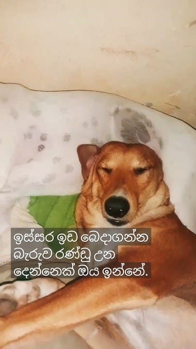 ආත්මාර්ථකාමී වෙන්න හොඳ නෑ Youtube