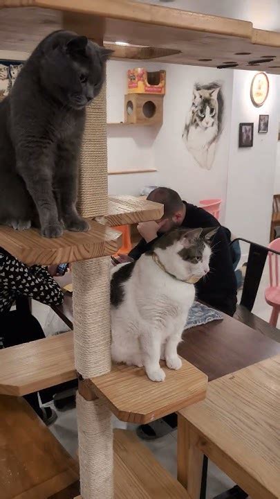 Cats Playground In Myeongdong Seoul Youtube