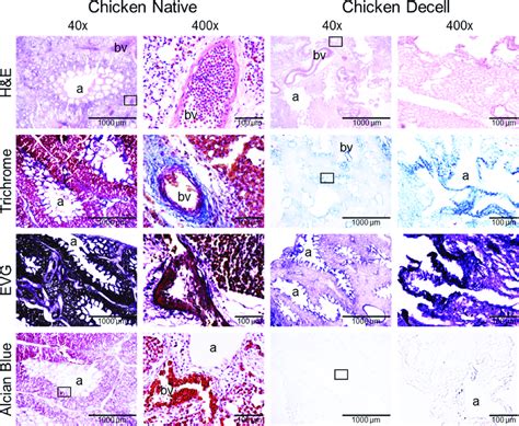 The Decellularization Process Largely Preserves The Native Structure Of Download Scientific