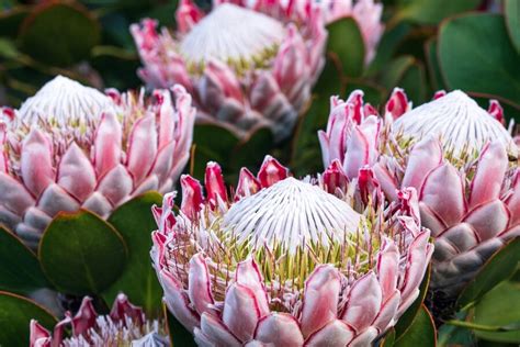 Wetland Flowers The Complete List Flora Fauna Fun