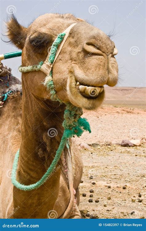 A camel in Morocco stock image. Image of mammal, cheeky - 15482397