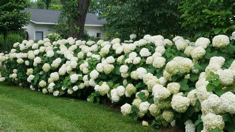 Hydrangea Bush Hydrangea Home And Garden Information Center
