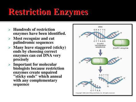 PPT Lab 7 Restriction Enzymes PowerPoint Presentation Free Download ID 5065387
