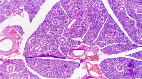 Sublingual Gland In Section Filmed Under Professional Microscope 200x