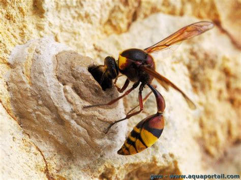 Guêpe Définition Et Explications