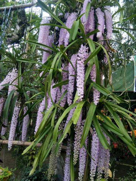 A Rescue Mission For Assams Wild Orchids The Hindu