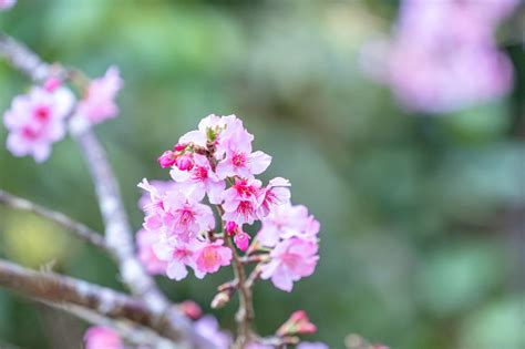 공원 복사 공간에에서 봄에는 아름 다운 벚꽃 사쿠라 나무 꽃 닫습니다 0명에 대한 스톡 사진 및 기타 이미지 0명 3월 4월 Istock