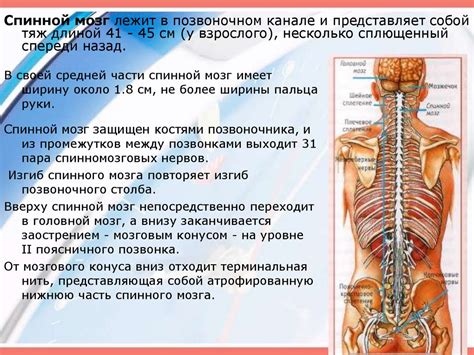 Строение спинного мозга форма топография основные отделы презентация онлайн