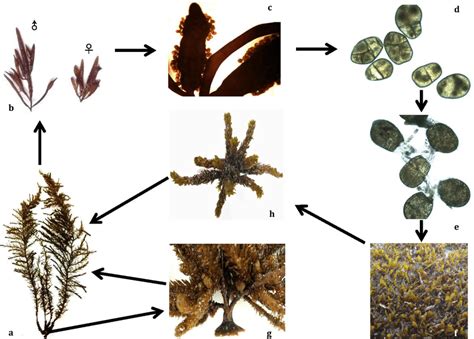 The Life History Of Sargassum Thunbergii A Sporophyte B Mature Male