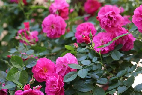 All About John Cabot Roses Tuxedo Yard Care