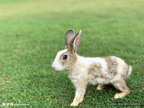 兔子摄影图家禽家畜生物世界摄影图库昵图网
