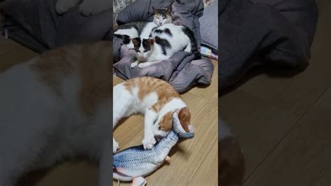 고양이와 고등어 Youtube