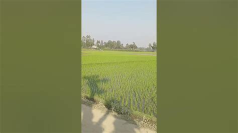 প্রকৃত গ্রামের কিছু দৃশ্য Youtube