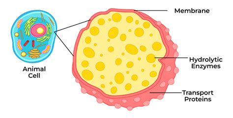Diagram Of Lysosome Geeksforgeeks