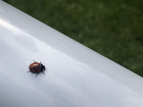 Ladybug Insect Garden Free Photo On Pixabay Pixabay