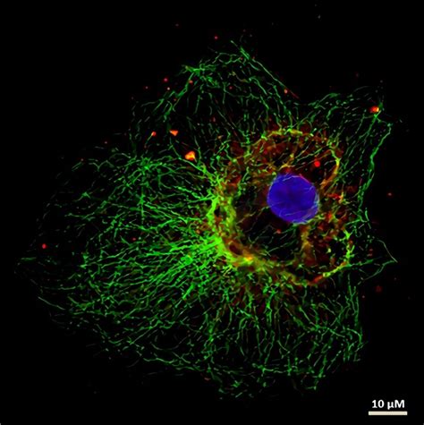 Multicolor Immunofluorescence If Creative Biolabs