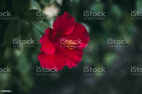 붉은 히 비 스커 스 꽃 녹색 잎 배경입니다 열 대 정원입니다 붉은 히 비 스커 스 꽃 볼을 닫습니다 히 비 스커 스로 사sinensis입니다 0명에 대한 스톡 사진 및