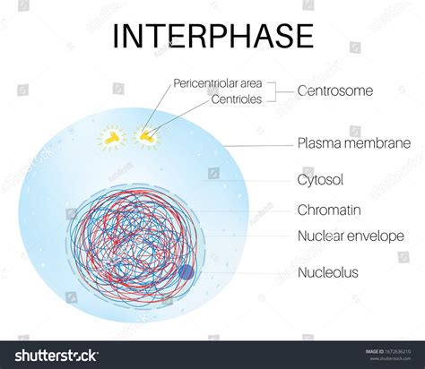 Interphase Labeled Diagram Interphase Photos And Images And Pi