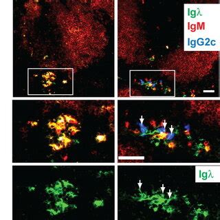 Poly I C Promotes A Long Lived Extrafollicular And Low Affinity