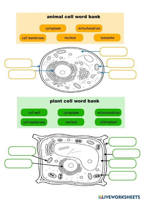 Animal And Plant Cell Parts Worksheet Live Worksheets Worksheets
