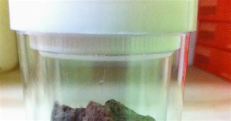 箭猪枣 豪猪枣Porcupine DatesPorcupine Bozoar 豪猪栆的介绍及药用价值