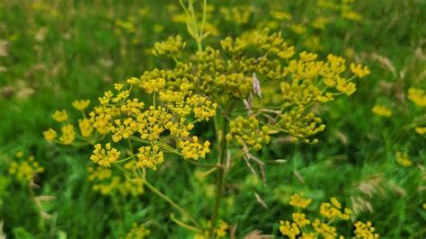 Wild Parsnip Guide To Identification Treatment And Control Growit