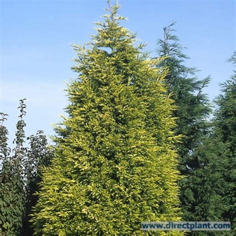 Tuingerei - Cupressocyparis Leylandii 'gold Rider' (gele...