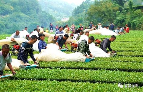 吃喝玩乐丰收季，宜昌这个村子鼓乐喧天，好热闹！澎湃号·政务澎湃新闻 The Paper