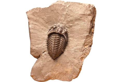 Trilobite Fossil Rock Chasing