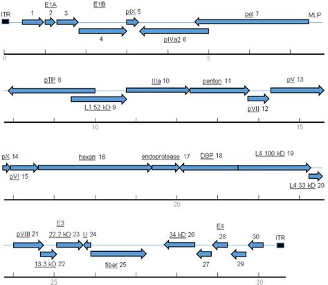 Figure 11 From Epidemiology And Pathogenesis Of Canine Adenovirus Type