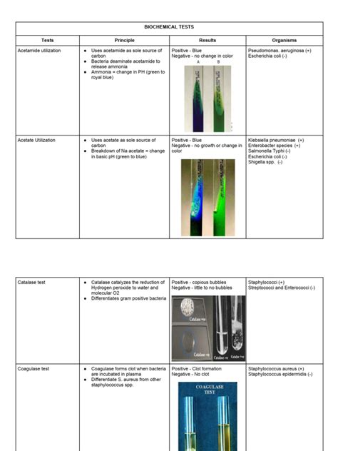 Biochemical Tests Download Free Pdf Streptococcus Staphylococcus