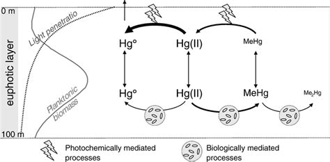 Schematic Representation Of The Major Processes Evidenced In This Work Download Scientific