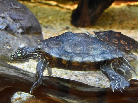 Graptemys Oculifera Ringed Map Turtle In Zoos Graptemys Oculifera Ringed Map Turtle In Zoos
