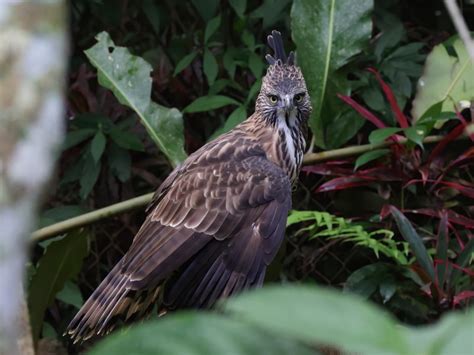 16 Of The Worlds Rarest Eagles And Why Theyre In Danger