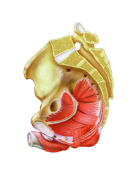 Male Pelvic Floor 1 By Science Photo Library
