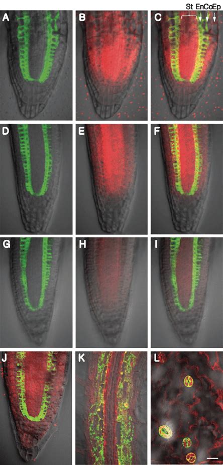 Protein Expression Level Acts As An Important Factor In Determining The