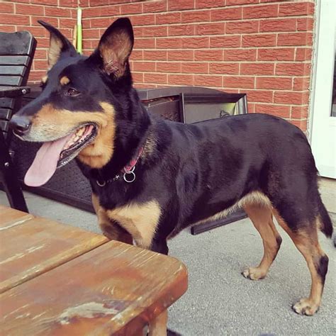 Doberman German Shepherd Mix Facts Alpha Paw