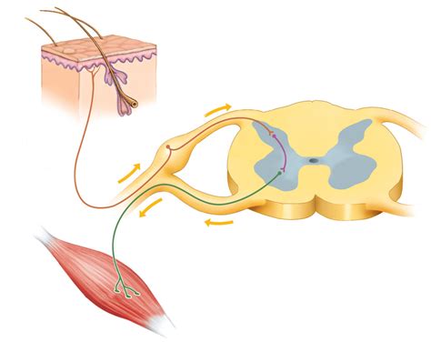Three Neuron Reflex Arc Diagram Quizlet