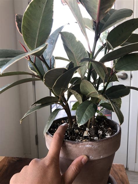 Can I Split My Ficus Elastica Variegata More Info In Description R