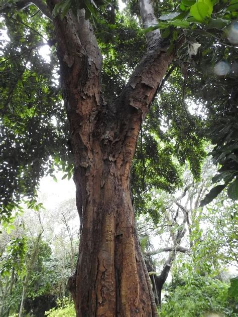 Breadnut Plant Care And Growing Basics Water Light Soil Propagation